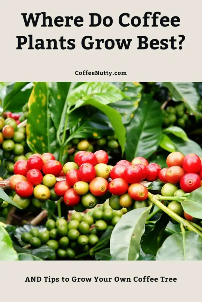 Where Do Coffee Plants Grow? Growing Great Tasting Coffee - Coffee Nutty